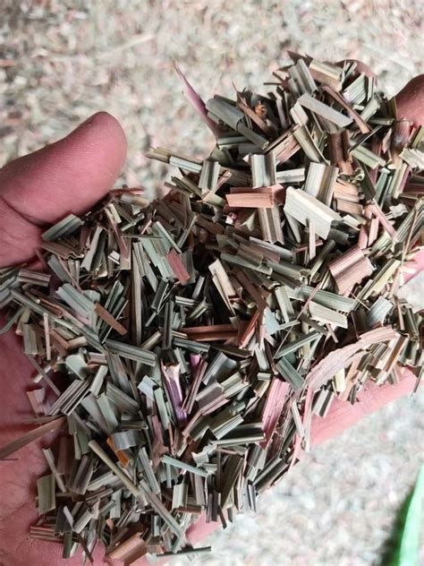 Green Dried Lemongrass Leaves Packaging Type Jute Bag And Poly Bag Packaging Size 20kg 25kg At