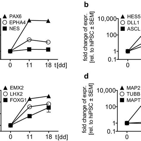 Marker Expression During The Differentiation From Hipsc Hipsc Were Download Scientific Diagram