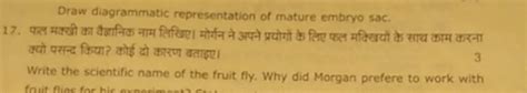 Draw Diagrammatic Representation Of Mature Embryo Sac 17 पर मवखी का वैज