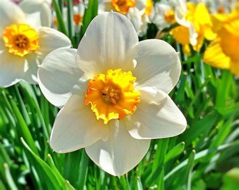 March Birthday Flower Of The Month Best Flower Site