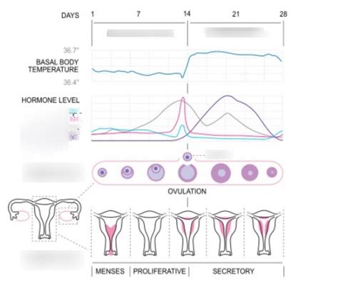 Female Cycle Diagram Quizlet