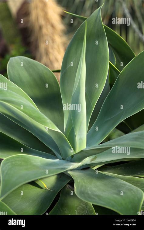 Lions Tail Aka Swans Neck Or Foxtail Agave Attenuata Asparagaceae