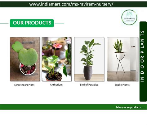 6 Inches Green Bermuda Darf Grass For Lawn At ₹ 350sq Ft In Pali Id 2851724876848