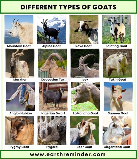 Goat Breeds Facts Types And Pictures 49 Off
