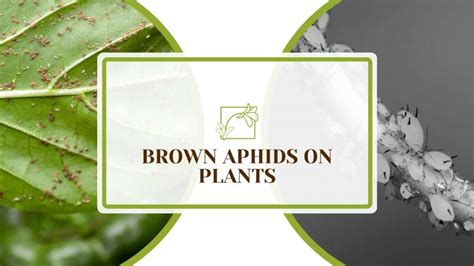 Brown Aphids On Plants Insights Into Causes And Remedies Plant America