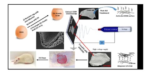 Surface Modification Of Eggshell Membrane With Electrospun