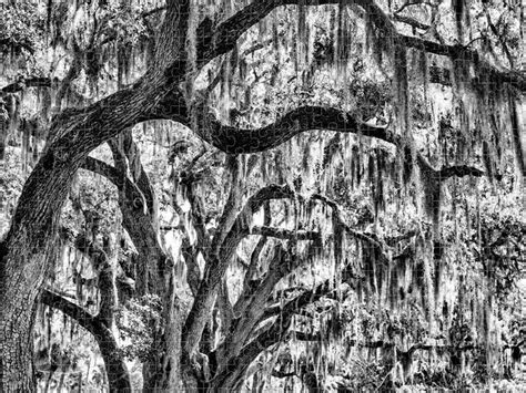 Spanish Moss Drawing