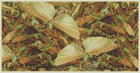 Are You Ready For The Locusts Offrange