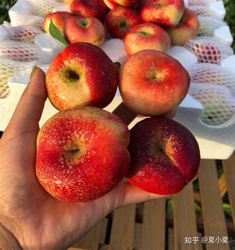 陕西油蟠桃🍑纽扣蟠桃~带樱桃味的桃子 知乎