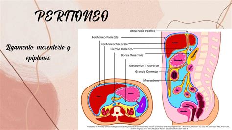 Qué Es El Peritoneo Peritonitis Causas Síntomas Y Tratamiento Drxkt