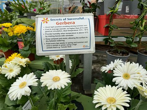 Aylett Nurseries St Albans Nextdoor