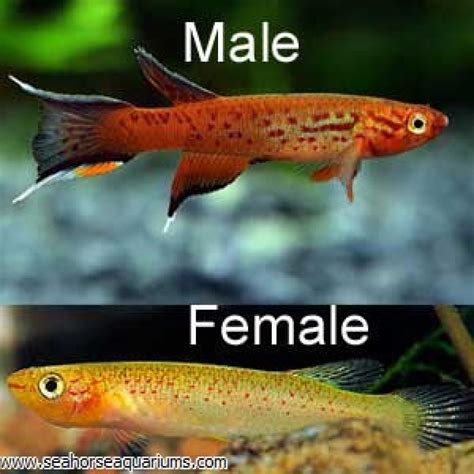 Hatchets And Killifish