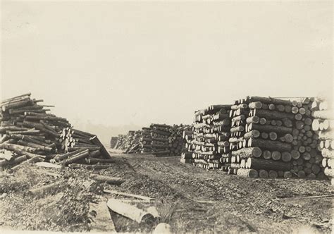 Ecological And Social History Of Shortleaf Pine — The Shortleaf Pine