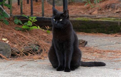 Black Cat Feline Nature Free Photo On Pixabay