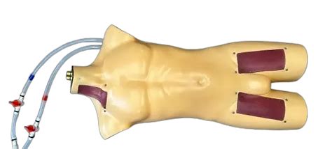 Ecmo Cannulation Simulator Advanced Circulatory Support Simulators