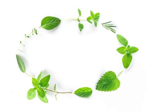 Round Mint Images Free Download On Freepik