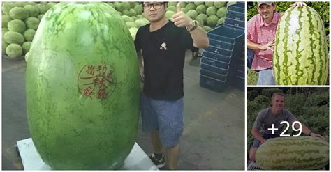 Discovered The Worlds Largest Watermelon Weighing 2 Tons More Than 1