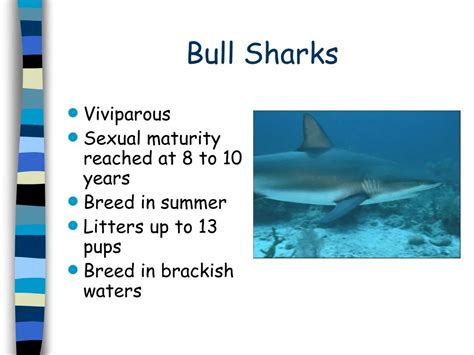 Ppt Shark Reproduction An Overview Of Mating And Birth Processes