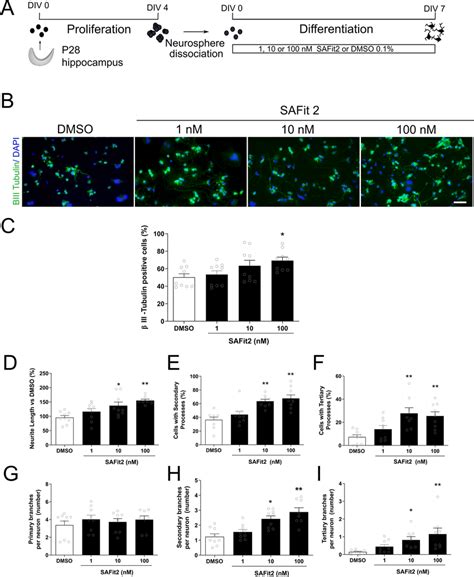 Effect Of Safit2 On Hippocampal Npc Differentiation Hippocampal Npcs