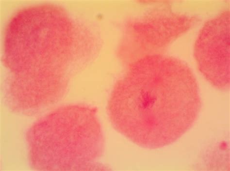 Biol 243l Mitosis Integumentary System And Tissues Flashcards Quizlet