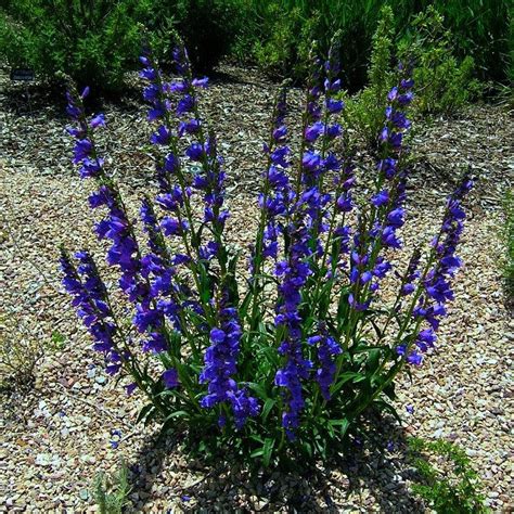 Rocky Mountain Penstemon Penstemon Strictus Smart Seeds Emporium