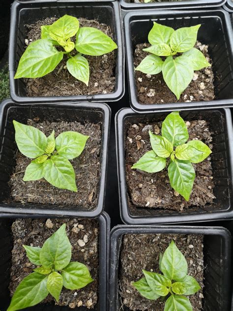 Nitrogen Deficiency Dining And Cooking