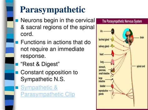 Ppt Organization Of The Nervous System Powerpoint Presentation Free