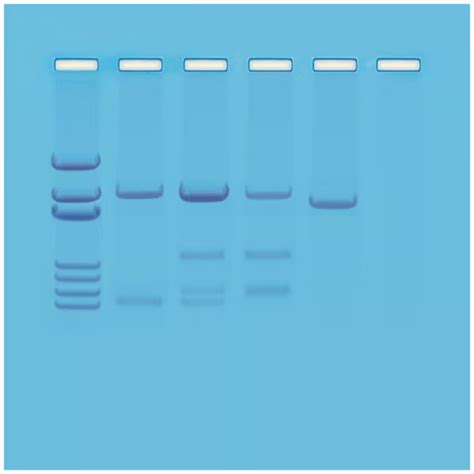 Dna Paternity Testing Simulation Biotek