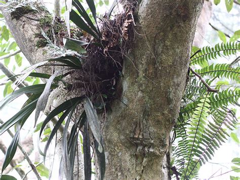 Pinalia Densa Orchidaceae