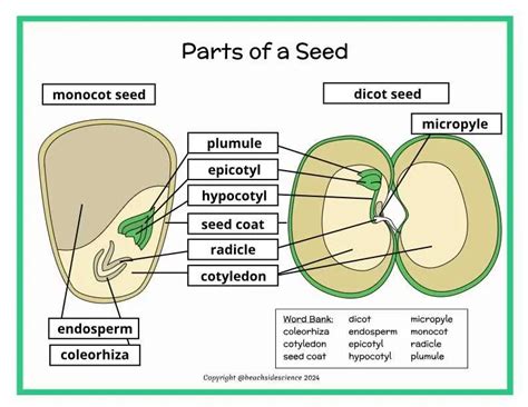 Parts Of A Seed Diagram And Their Functions