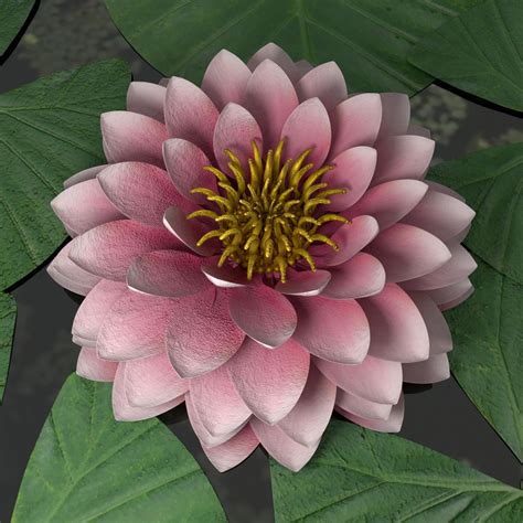 Water Lily Modelo 3d 9 Blend Obj Dae Fbx Free3d