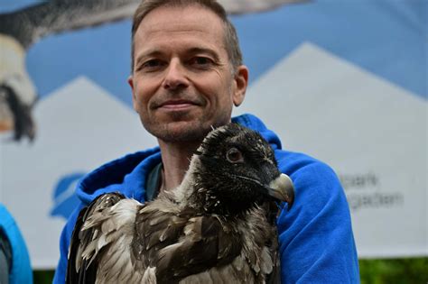 Bartgeier Luisa Im Porträt 2025 Lbv