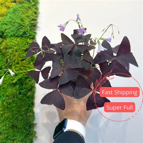 Oxalis Triangularis Purple And Green Shamrock Plant Oxalis Plant