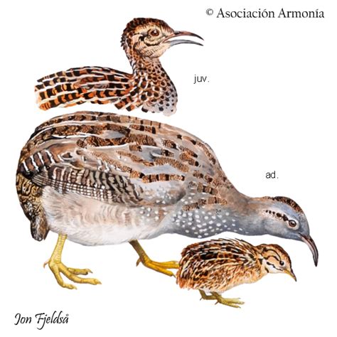 Nothoprocta Pentlandii Birds Of Bolivia