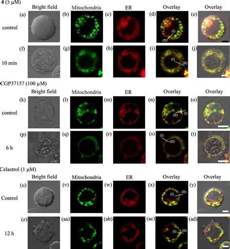 Induction Of Paraptosis By Cyclometalated Iridium Complex Peptide
