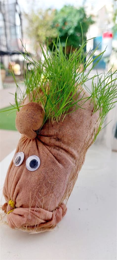 Funny Cute Green Grass Head Stock Image Image Of Grass Head 271864775