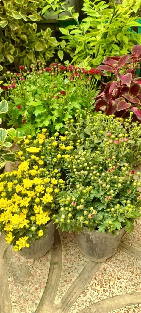 گل داودی پر از غنچه لطفا ورق بزن در تبریز