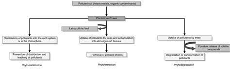 Different Types Of Phytoremediation Processes