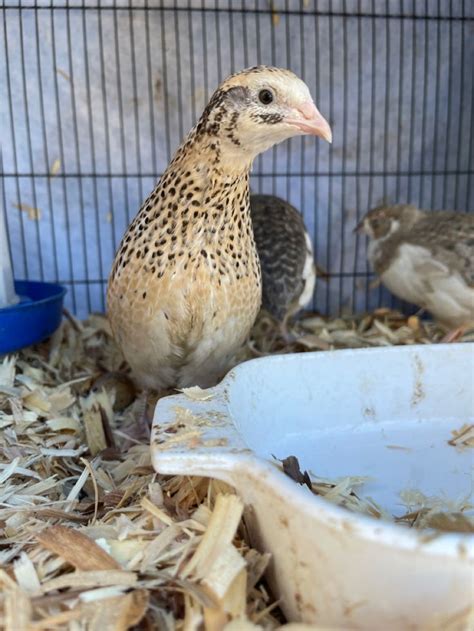 Quail A Guide To Raising Quails