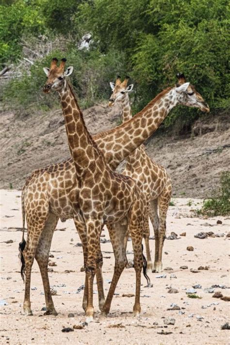 Mitglied Naturfotografen Schweiz
