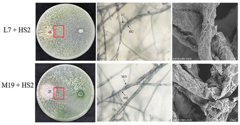 Effects Of Two Trichoderma Strains On Apple Replant Disease Suppression