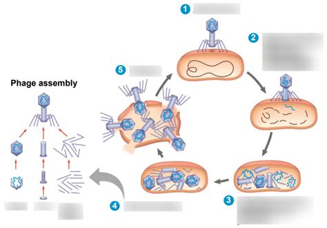 Biology Lecture 15 Viruses Diagram Quizlet