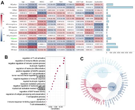 Wgcna Construction And Module Definition A Left Module Definition