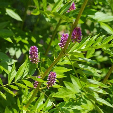 Réglisse Naturelle Plante Médicinale à Découvrir