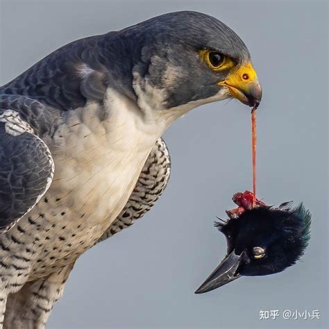 为什么某两种生物之间的捕食关系是自然选择的结果？ 知乎
