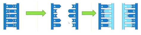 Lqb186 Dna Replicationrepair Mitosis And Meiosiscell Cycle