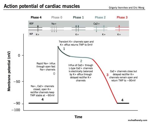 Cardiac Action Potential Pptx D Noor Muhadharaty