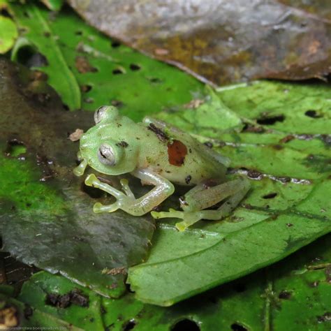Ranas De Cristal Familia Centrolenidae