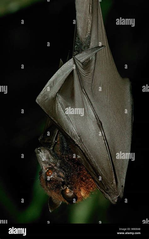 Large Flying Fox Pteropus Vampyrus Hanging Upside Down Captive At