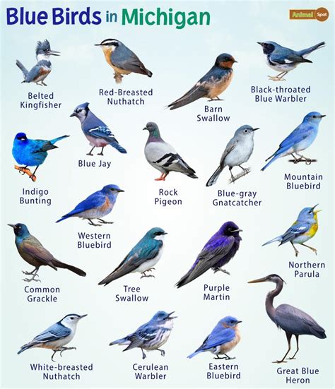Gray Birds Facts List Pictures